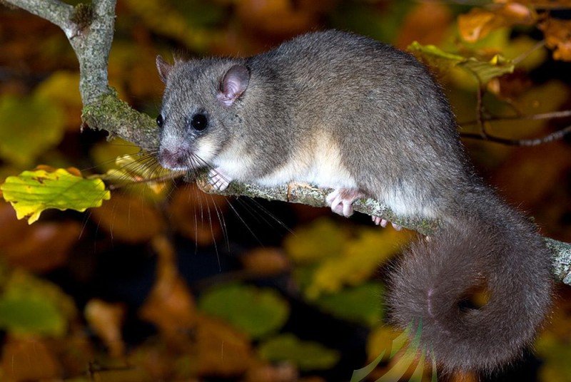 Lirón gris en la Sierra de Cádiz